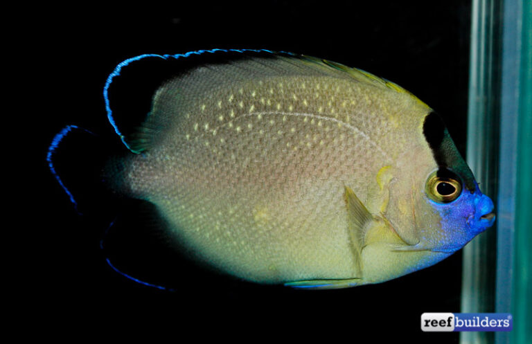 Goldflake Griffis Angel Hybrid is a Blueface Version of its Parents ...