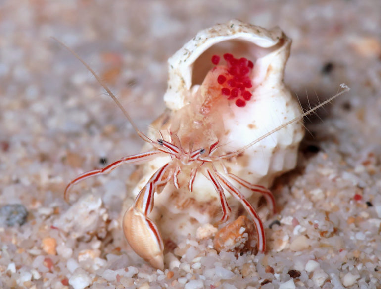 Gorgeous New Candy Cane Hermit Crab is also a Fish Cleaner! | Reef ...