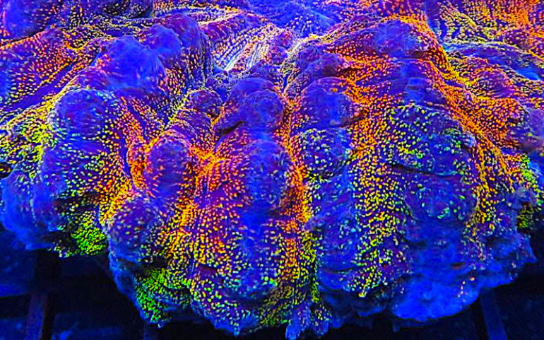 Holographic Acanthophyllia Adds A New Dimension to Doughnut Corals ...