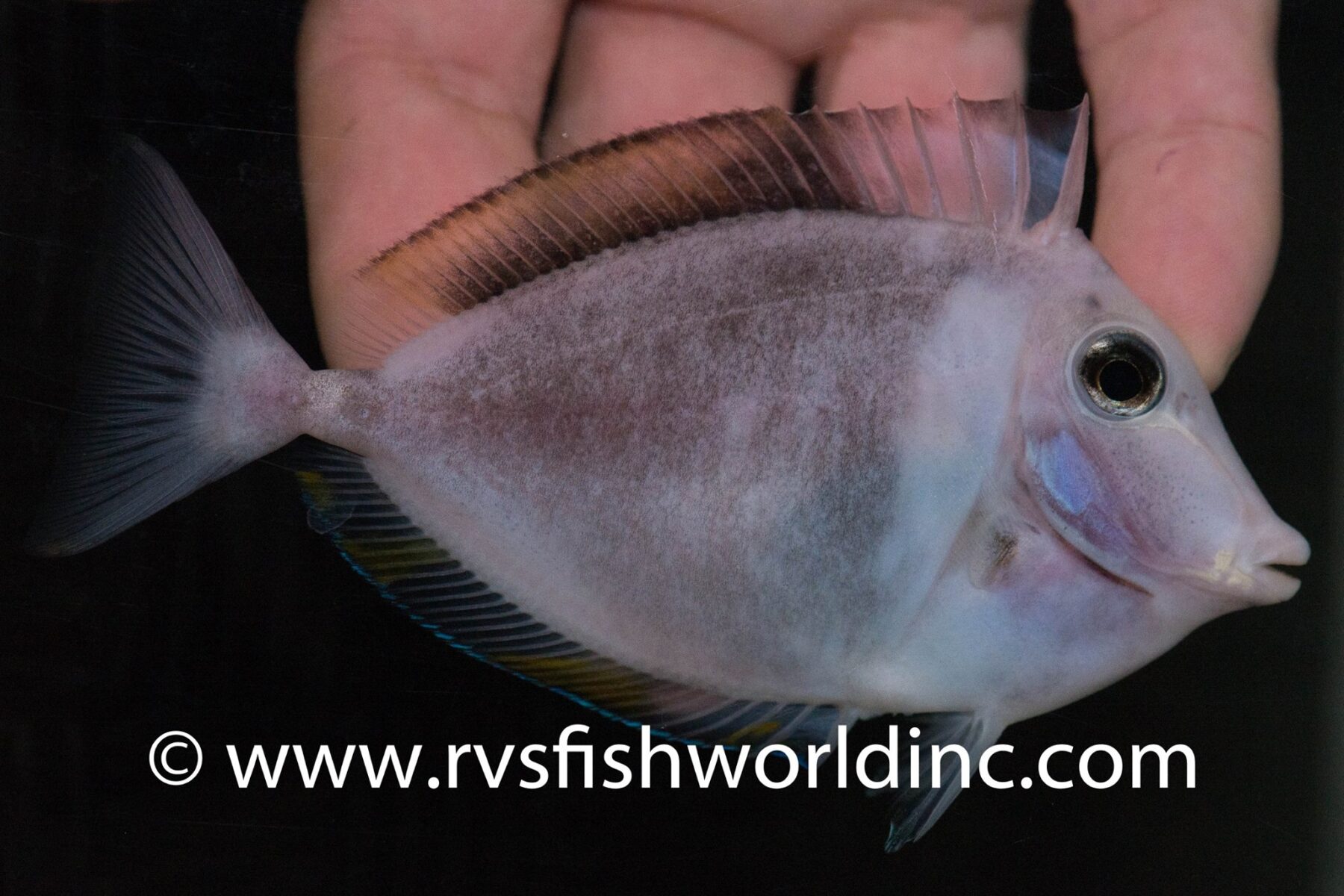 We Finally Get To See An Aberrant Naso Tang | Reef Builders | The Reef ...