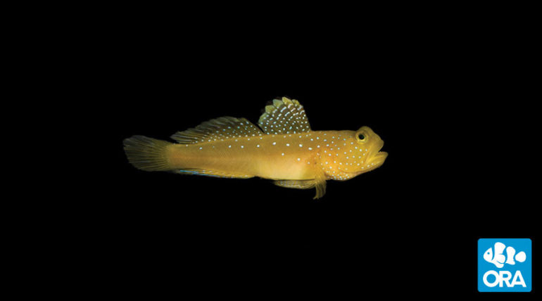 Awesome Fish Spotlight: the Yellow Watchman Goby | Reef Builders | The ...