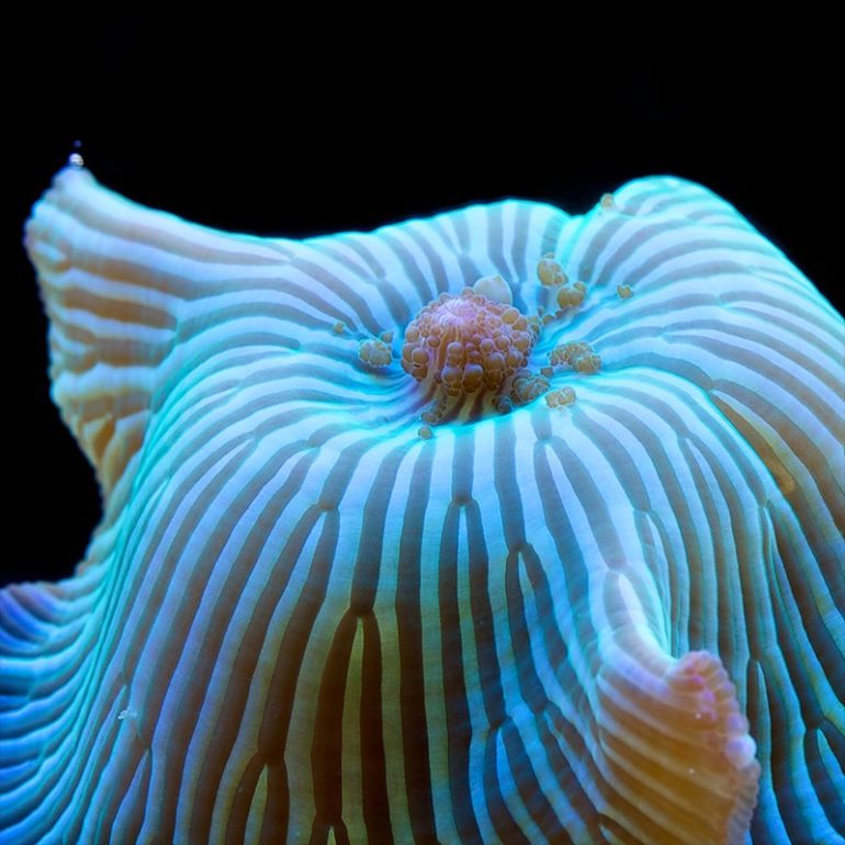 Wicked Aurora Jawbreaker Mushroom Has Supernatural Coloration | Reef ...