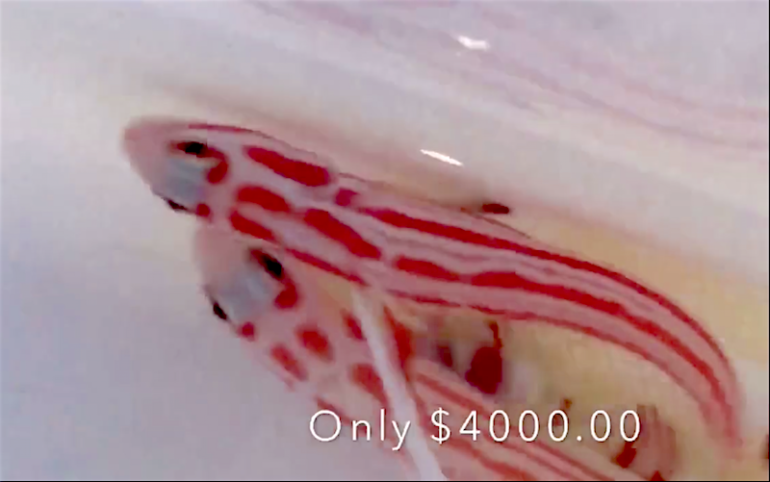 The Most Expensive Yasha Gobies In The World | Reef Builders | The Reef ...
