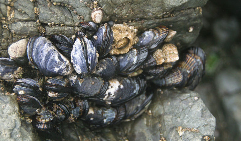 Step Aside Super Glue, Mussel Glue Is The New King Of Sticky | Reef ...