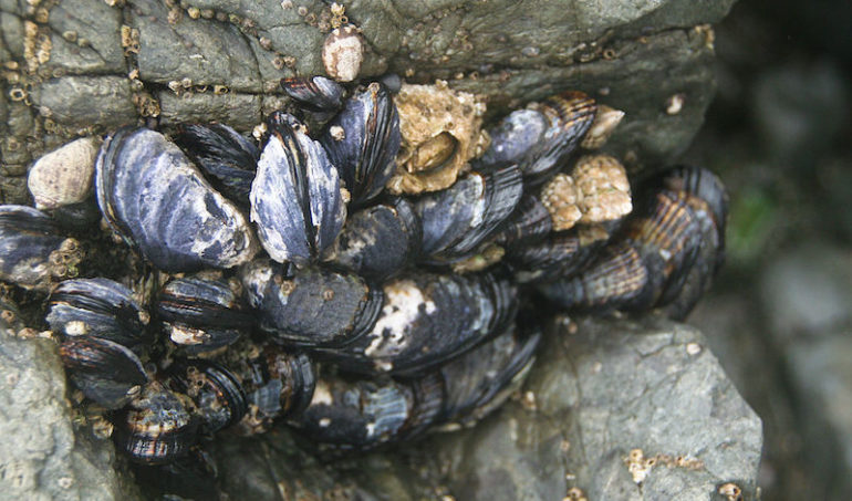 Step Aside Super Glue, Mussel Glue Is The New King Of Sticky | Reef ...