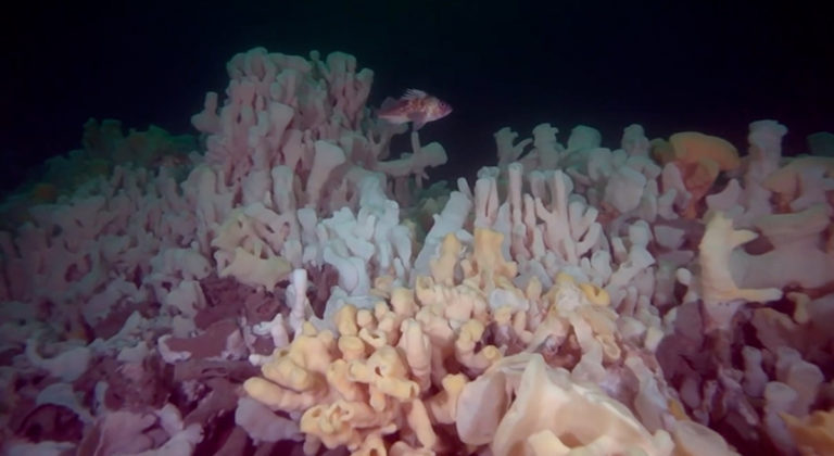 Canada Protects Rare Glass Sponge Reef | Reef Builders | The Reef and ...