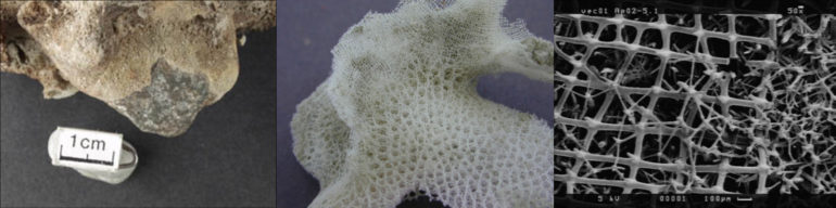 Canada Protects Rare Glass Sponge Reef | Reef Builders | The Reef and ...