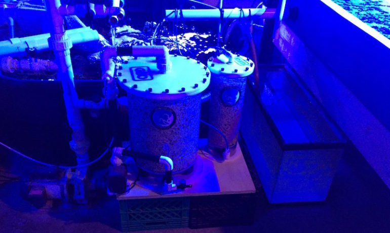 Living the Reef Life Part Two | Reef Builders | The Reef and Saltwater ...