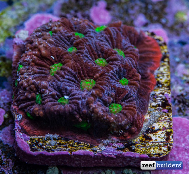 Favites pentagona - Red & Green War Coral | Reef Builders | The Reef ...