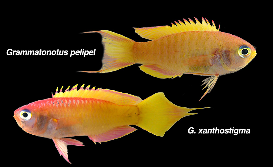 Grammatonotus xanthostigma & G. pelipel, Two New Splendid Deepwater ...