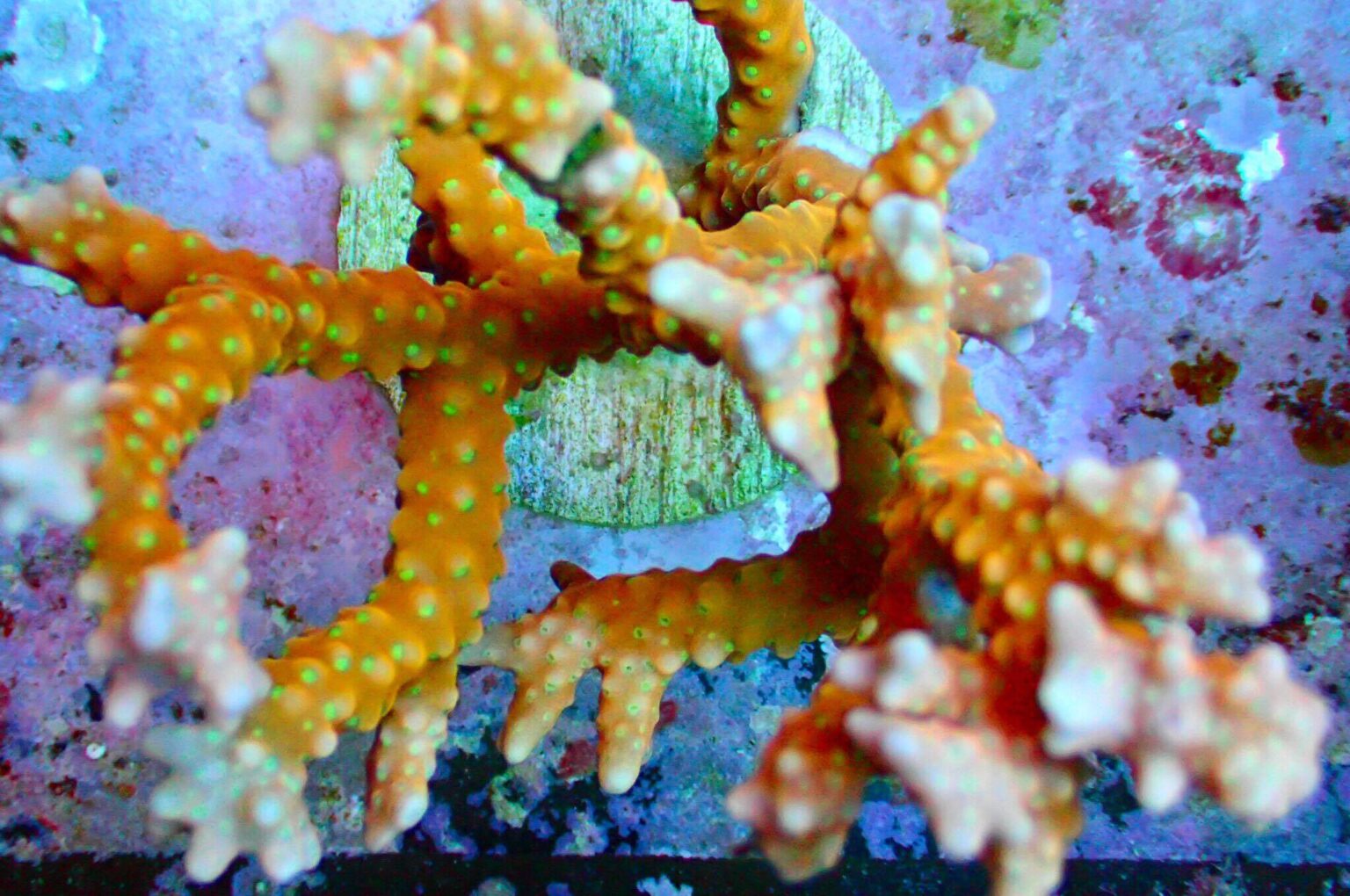 Green Polyp Anacropora Is The Ultimate Cryptic Coral Strain | Reef ...
