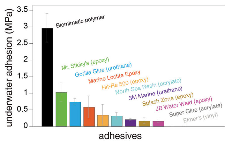 Step Aside Super Glue, Mussel Glue Is The New King Of Sticky | Reef ...