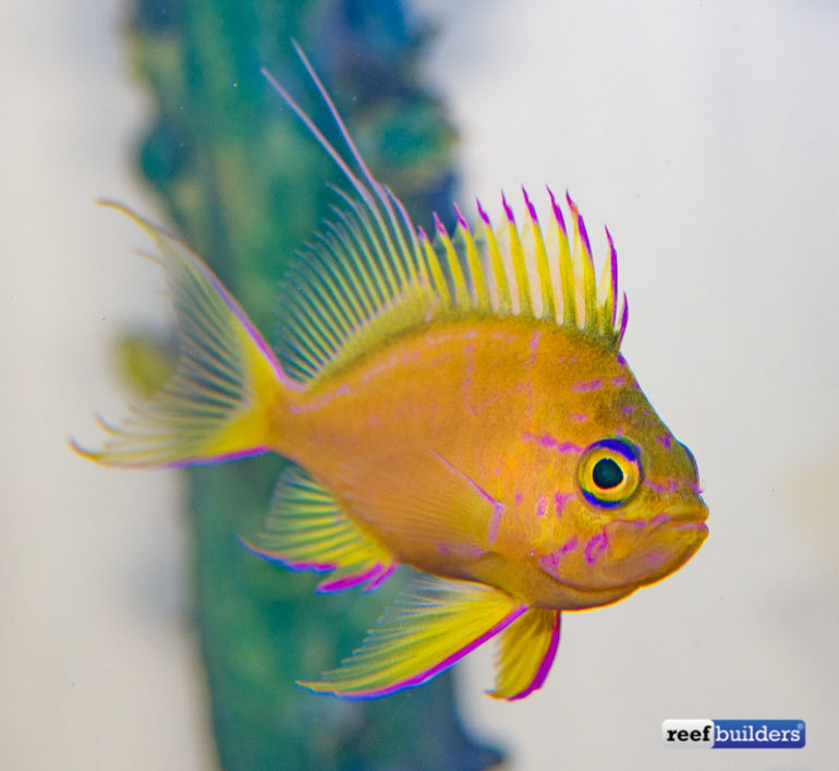 Captive Raised Hawaiian Yellow Anthias Are Quite The Stunners | Reef ...