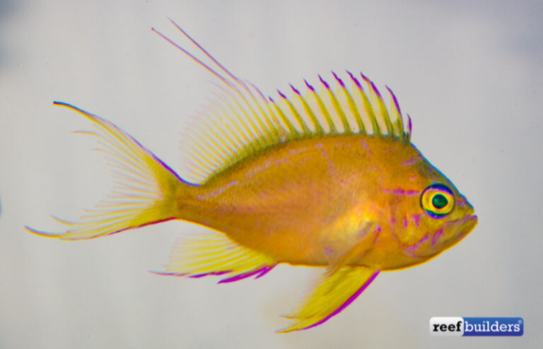 Captive Raised Hawaiian Yellow Anthias Are Quite The Stunners | Reef ...