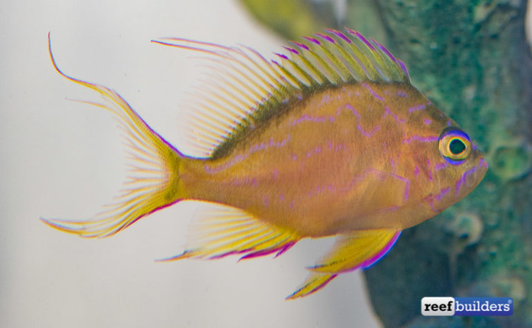Captive Raised Hawaiian Yellow Anthias Are Quite The Stunners | Reef ...