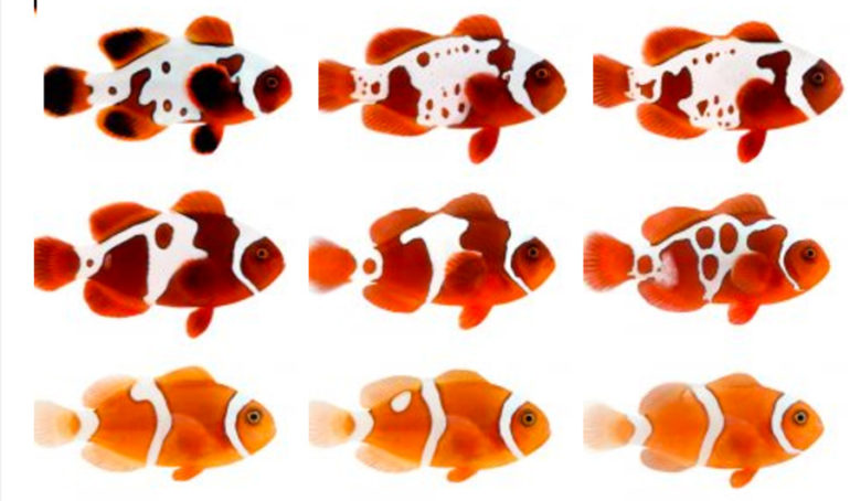 Gold X Lightning Maroon Clownfish From ORA Is Full Of Surprises | Reef ...