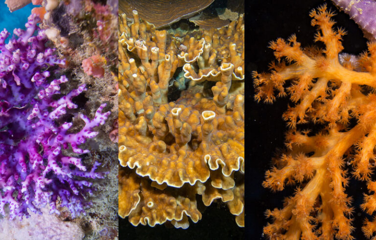 Some Cryptic And Remarkable Corals From Palau | Reef Builders | The ...
