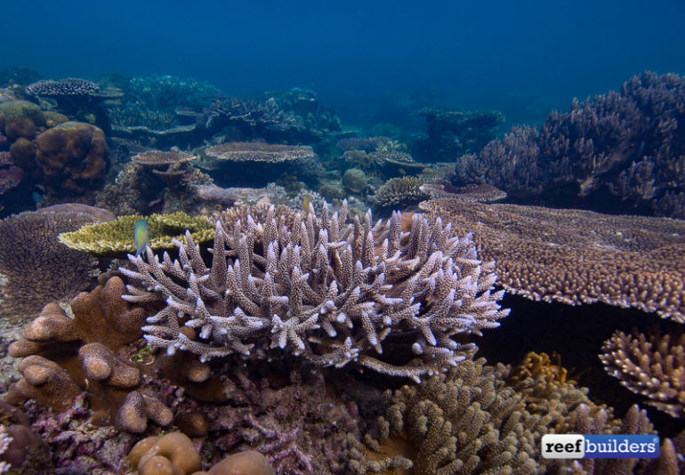 What Is One Coral Reef Worth? It Takes A Shipwreck To Find Out | Reef ...