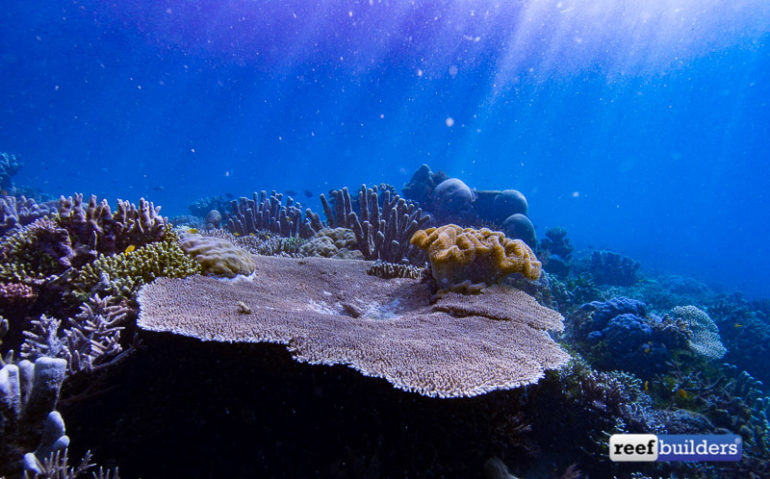 How To Program Your LED Lights For A Reef Tank | Reef Builders | The ...