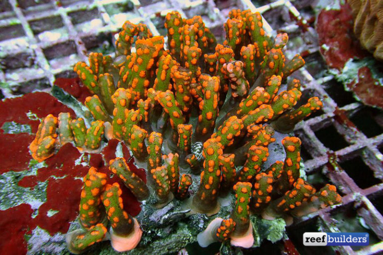 Saint Patrick’s Snake Polyps Are The Craziest Zoanthids Ever! | Reef ...