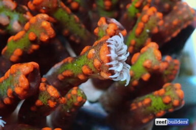 Saint Patrick’s Snake Polyps Are The Craziest Zoanthids Ever! | Reef ...