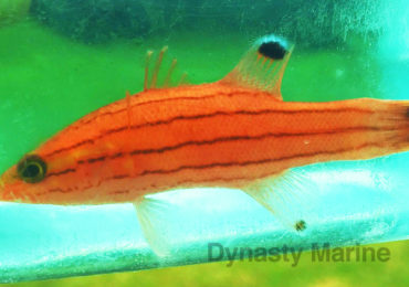 Category: Basslets | Reef Builders | The Reef and Saltwater Aquarium Blog