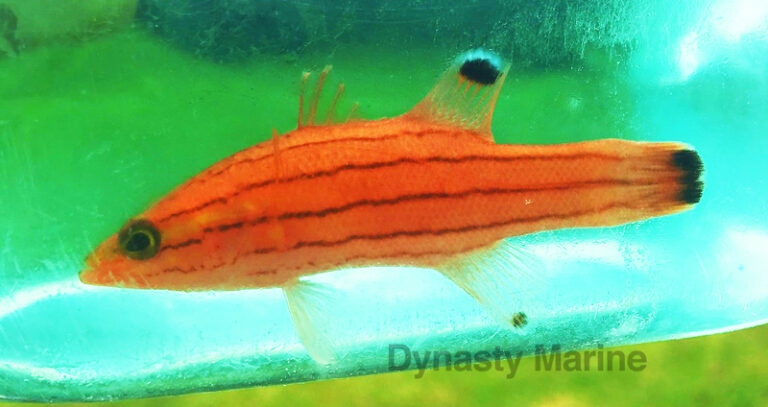 Ultra RARE Basslet Hybrid Collected By Dynasty Marine! | Reef Builders ...