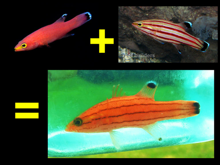 Ultra RARE Basslet Hybrid Collected By Dynasty Marine! | Reef Builders ...