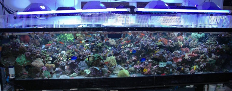Wanting Versus Needing | Reef Builders | The Reef and Saltwater ...