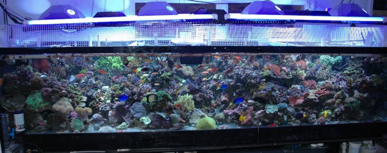 Wanting Versus Needing | Reef Builders | The Reef and Saltwater ...