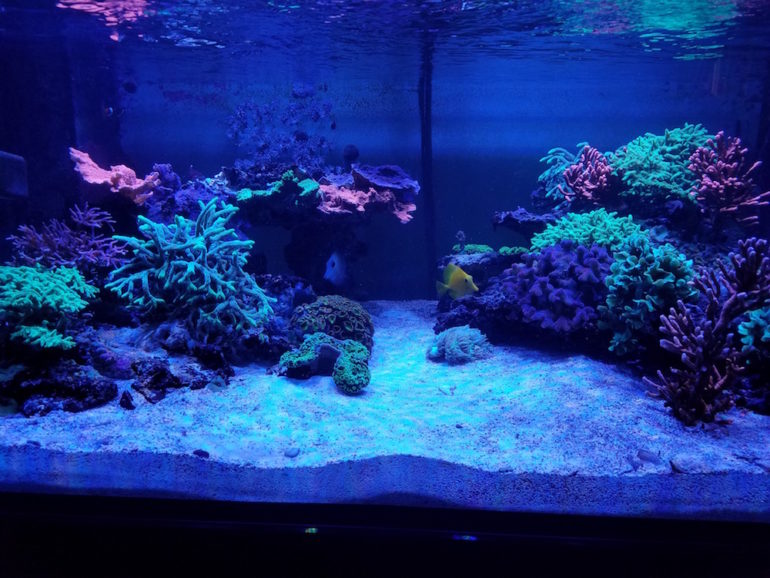 Nothing Better Than A Nice Bare Bottom | Reef Builders | The Reef and ...