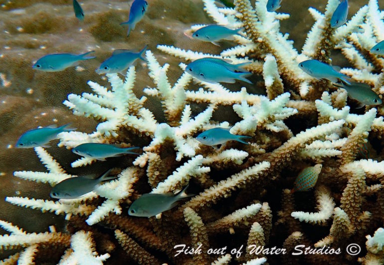 Awesome Fish Spotlight: Chromis atripectoralis | Reef Builders | The ...