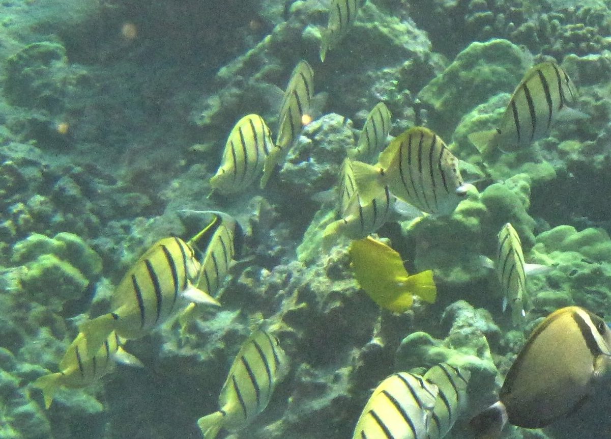 Awesome Fish Spotlight: Acanthurus triostegus | Reef Builders | The ...
