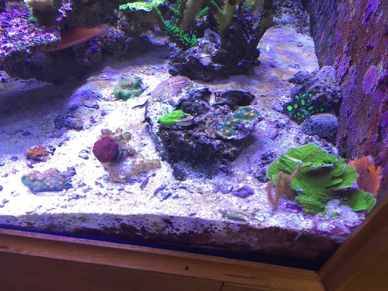 Nothing Better Than A Nice Bare Bottom | Reef Builders | The Reef and ...