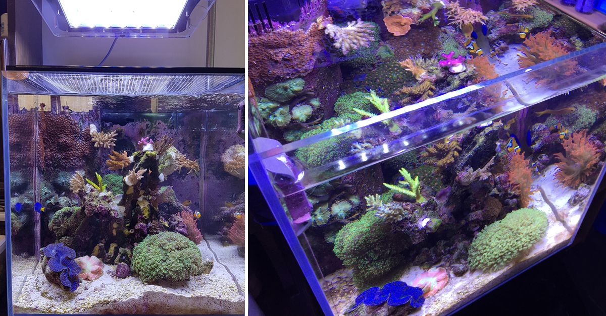 GNC AM366 panel LED Review | Reef Builders | The Reef and Saltwater ...