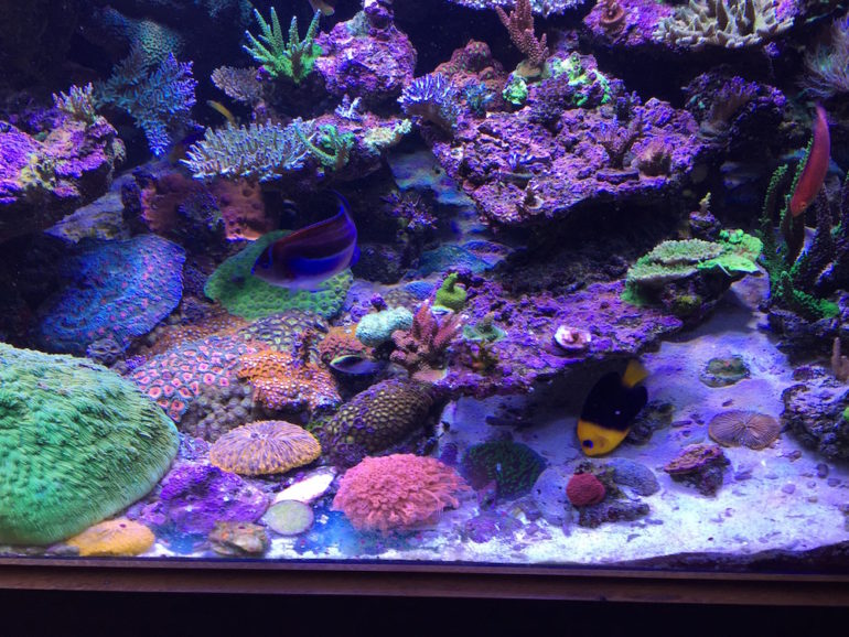 Nothing Better Than A Nice Bare Bottom | Reef Builders | The Reef and ...