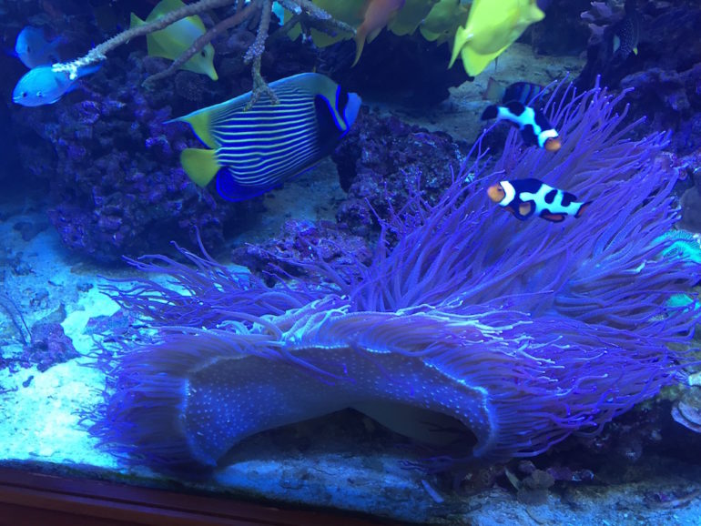 Nothing Better Than A Nice Bare Bottom | Reef Builders | The Reef and ...