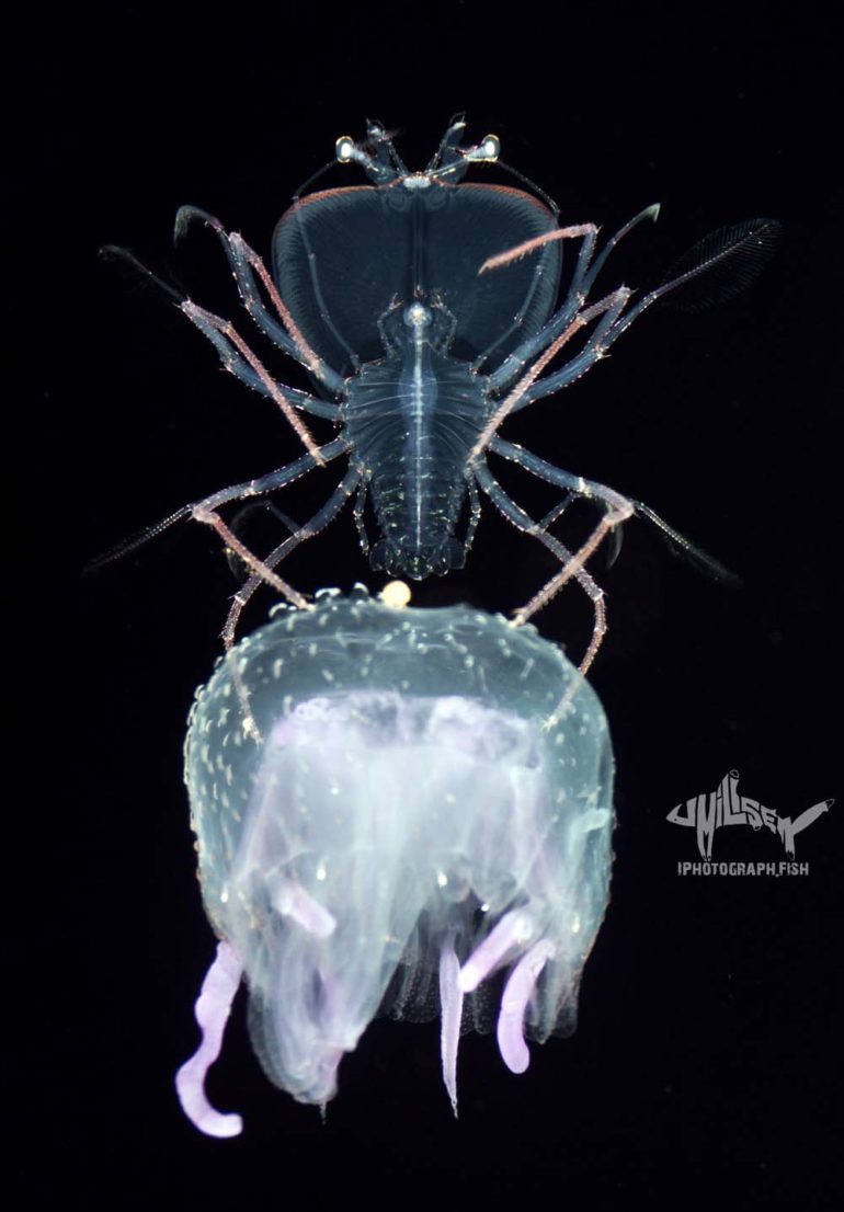 Pelagic Blackwater Diving With Pro photographer Jeff Milisen | Reef ...