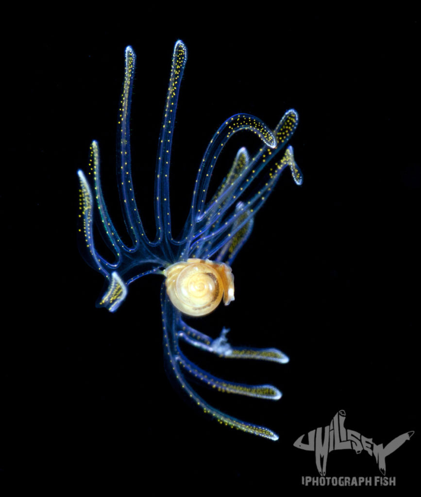 Pelagic Blackwater Diving With Pro photographer Jeff Milisen | Reef ...