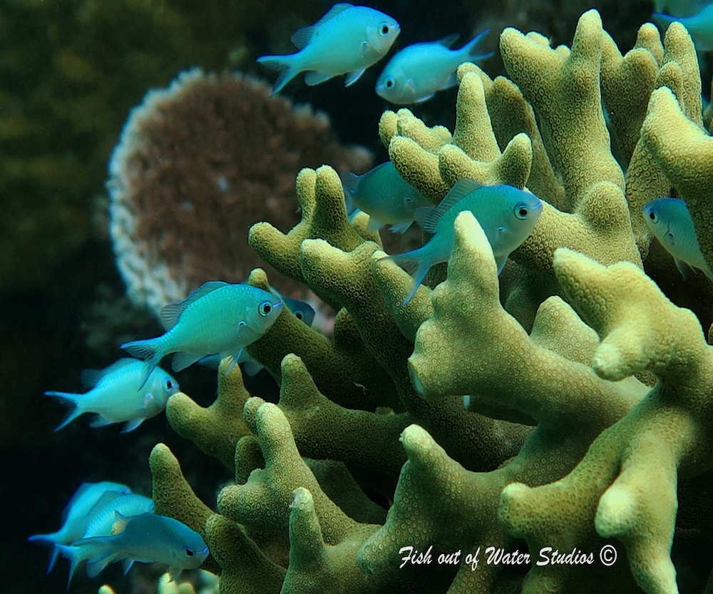 Awesome Fish Spotlight: Chromis atripectoralis | Reef Builders | The ...