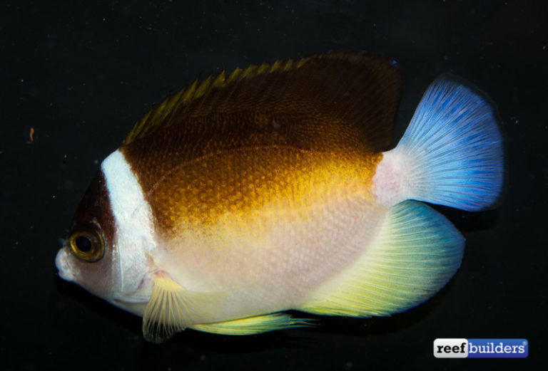 An Unforgettable Close Encounter With Centropyge abei | Reef Builders ...