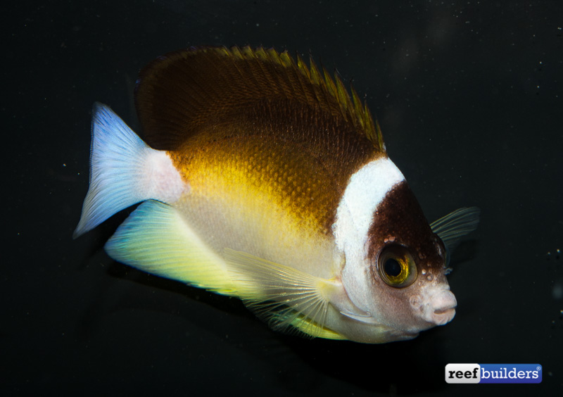 An Unforgettable Close Encounter With Centropyge abei | Reef Builders ...