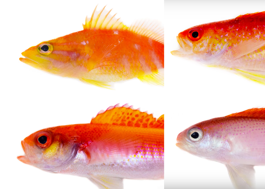 Some Gorgeous New Reef Species Discovered In Easter Island | Reef ...