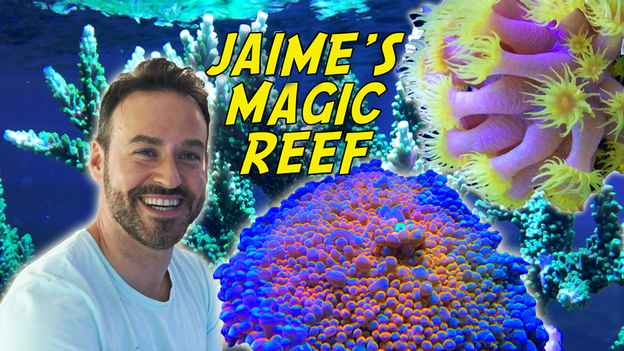 You Won’t Believe This One ‘Trick’ That Keeps Jaime’s Reef So Awesome ...