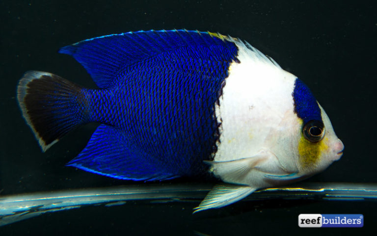I Saw A White Bicolor Angelfish And It Was Magical | Reef Builders ...