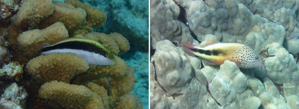 Awsome Fish Spotlight: Hawkfish A Bird’s Eye View | Reef Builders | The ...