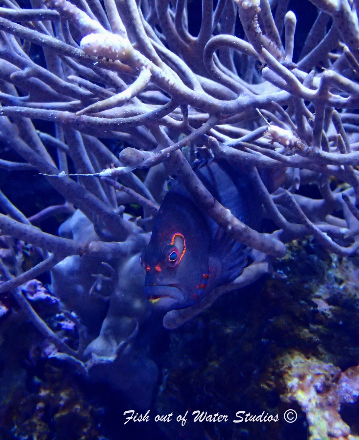 Awsome Fish Spotlight: Hawkfish A Bird’s Eye View | Reef Builders | The ...