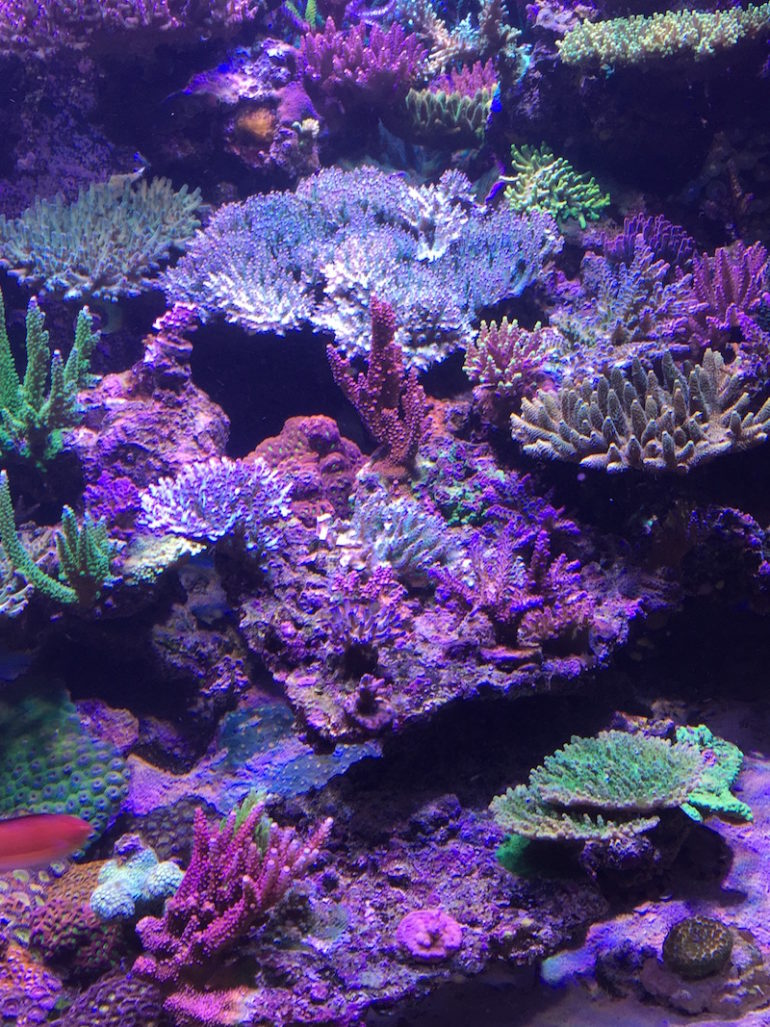 Reef Aquariums Through Time | Reef Builders | The Reef and Saltwater ...