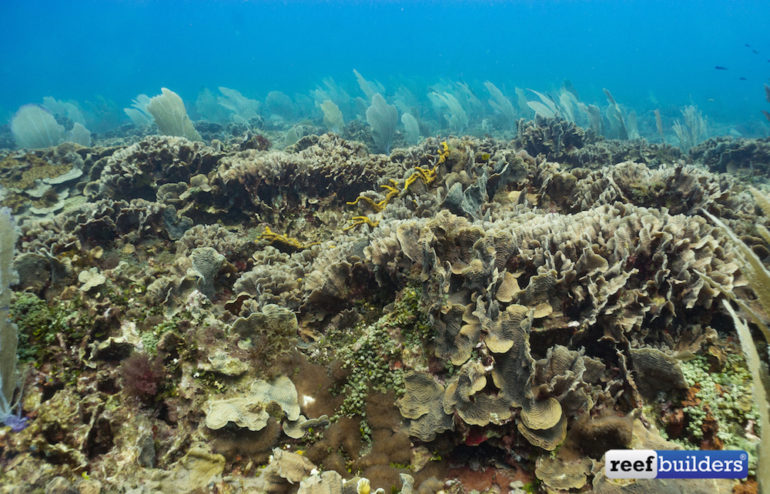 Tela Strikes Back With Another Epic Day Of Diving | Reef Builders | The ...