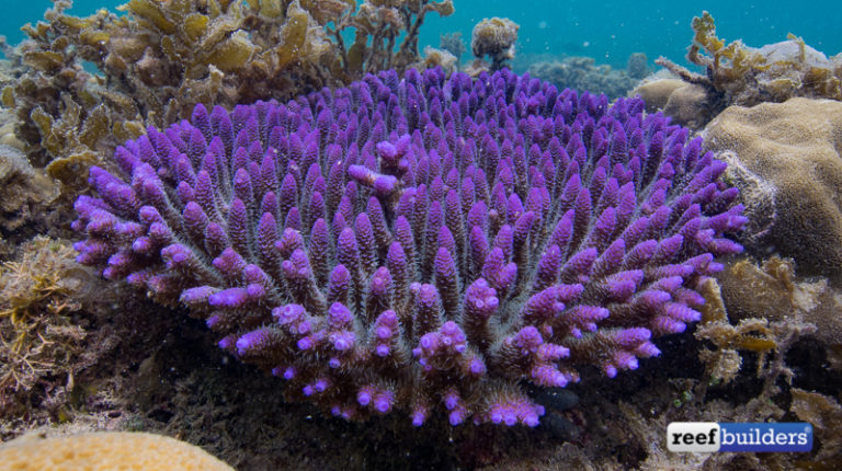 Acropora millepora: Everything You Ever Wanted To Know About This Coral ...